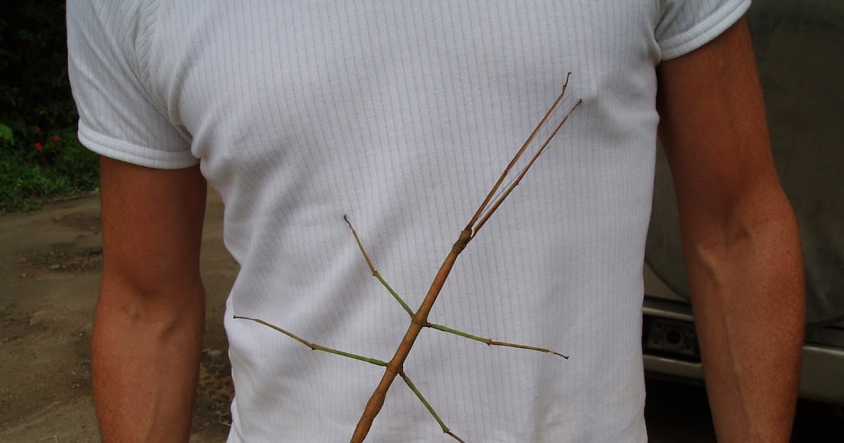 Amazing Stick Insect - Giant Stick Bug Facts, Photos, Information ...