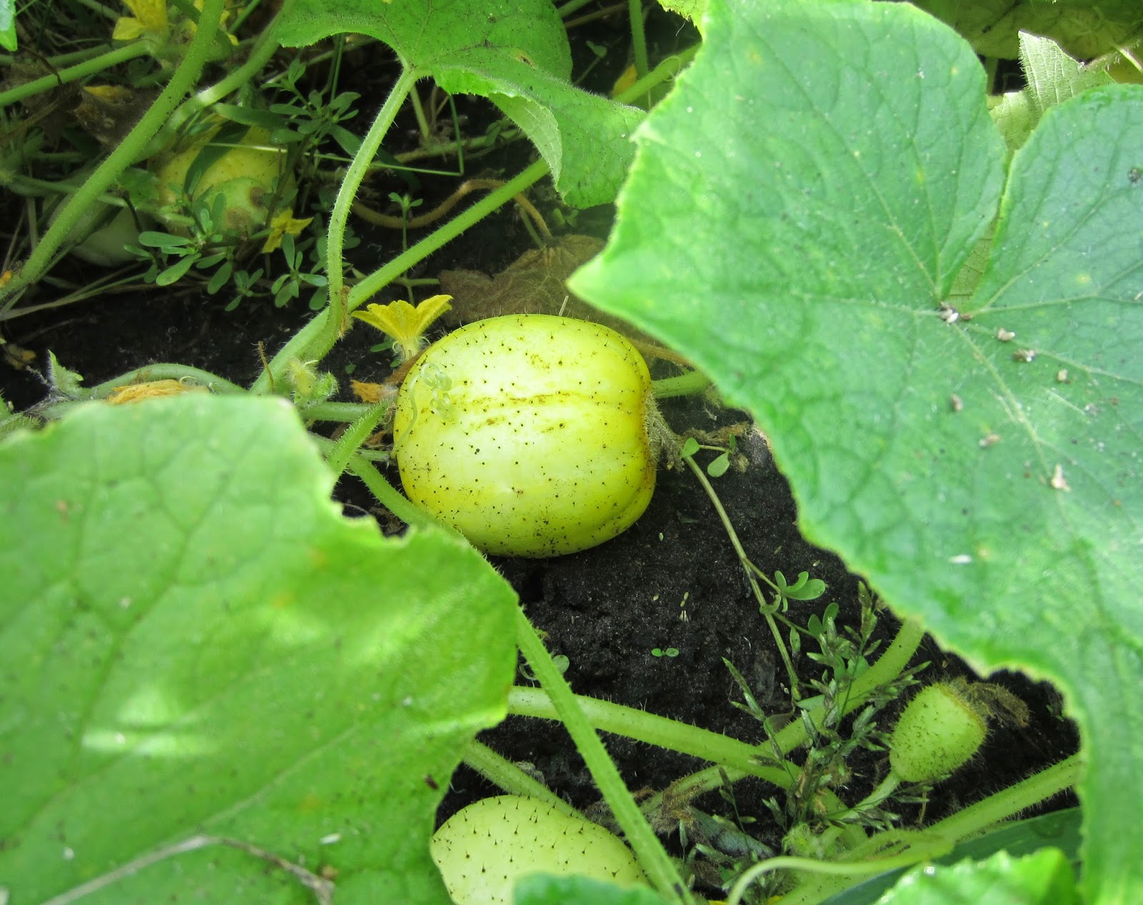 Aagaard Farms THE VINE