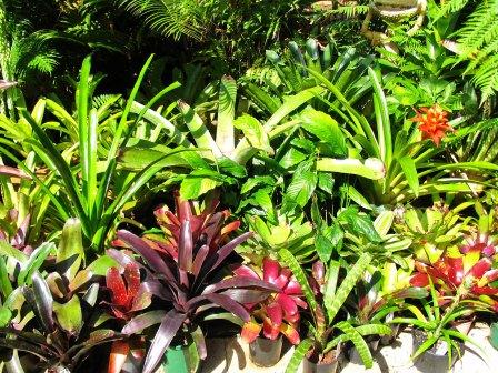 Bromelia sp | Pustaka Flora | Database Tanaman Landscape