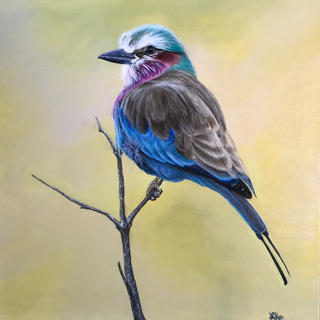Lilac Breasted Roller Bird