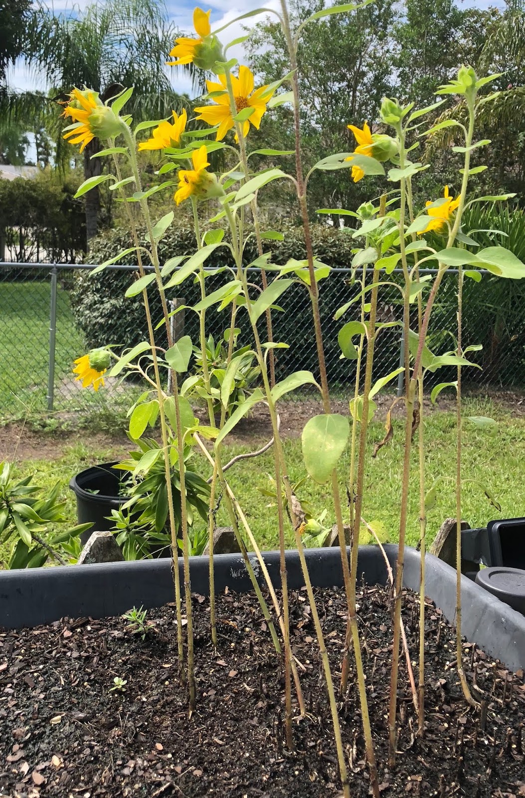Diane Mannion: Micro-Sunflowers