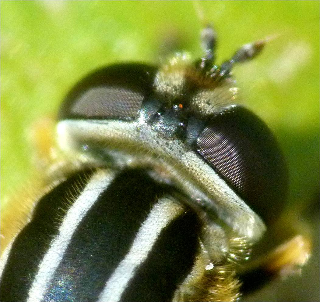 Insects of Scotland: Hoverflies