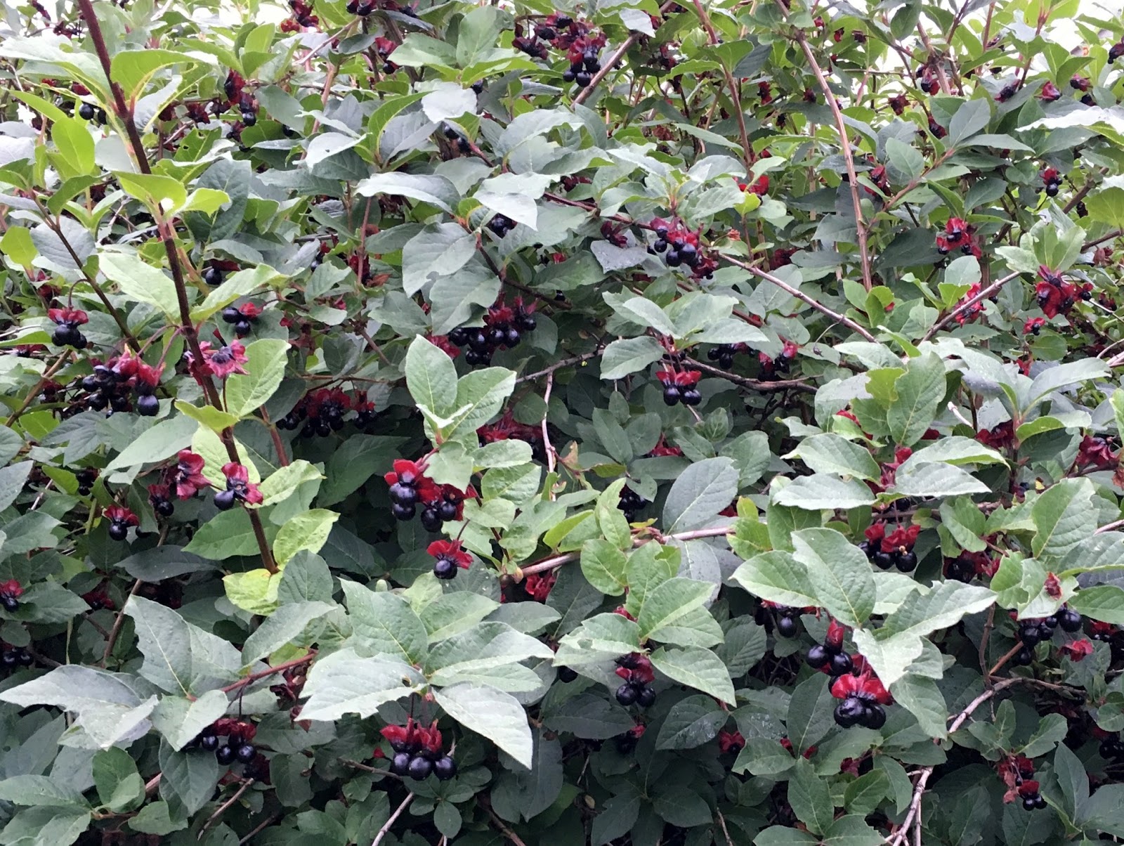 Puutarha on kotini: elokuuta 2016