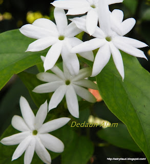 DEBUNGA HOTSPRINGS: Keistimewaan Bunga Jasmine