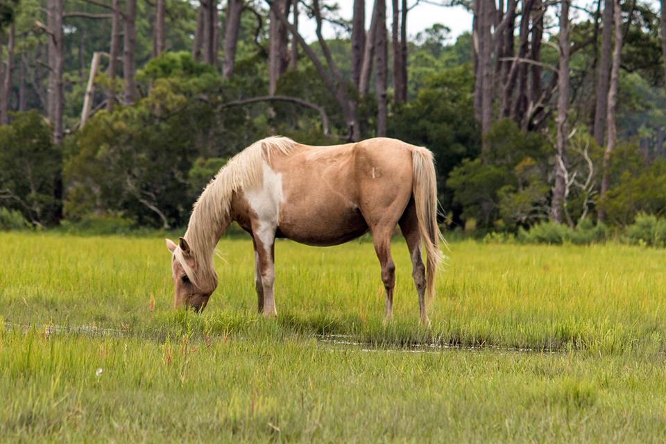 Critter Sitter's Blog: "Swamp Cancer" Cause of Four More Chincoteague ...