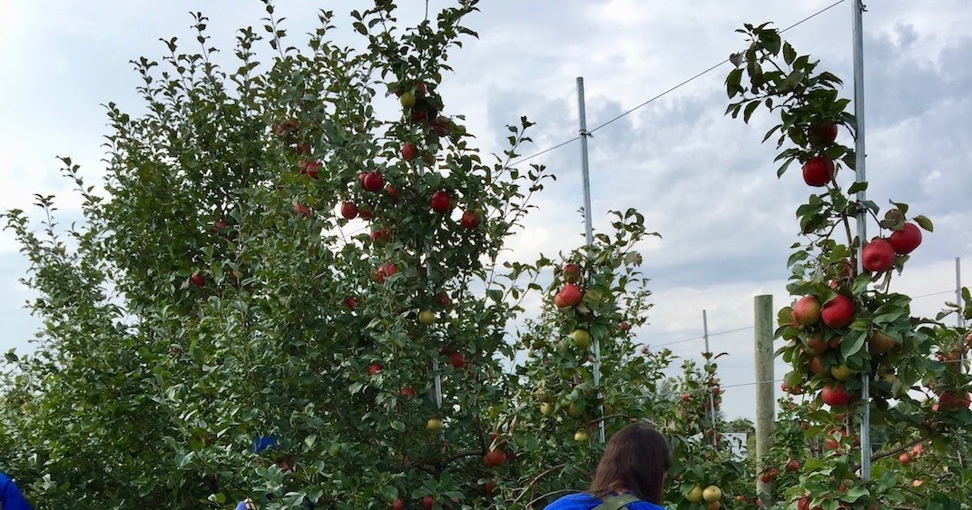 Apple Rootstock Choices Explained