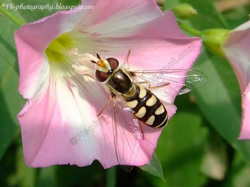 Insect Pollinators | Nature, Cultural, and Travel Photography Blog