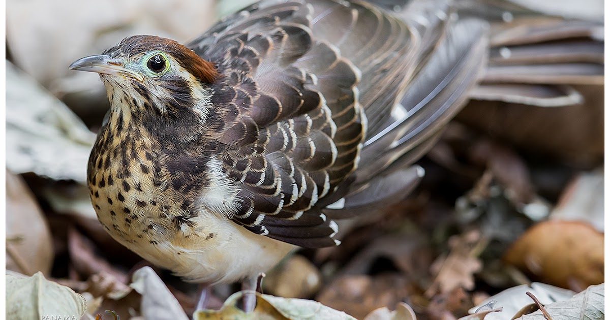 Featured species: Pheasant Cuckoo (Dromococcyx phasianellus)