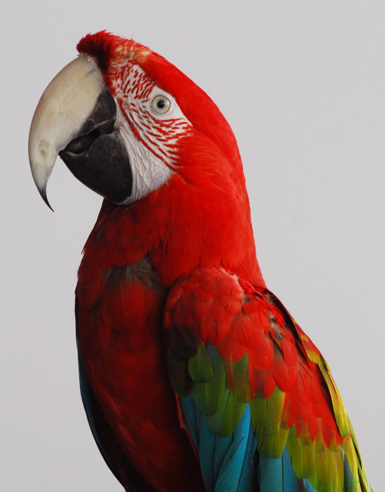 Beautiful Red And Blue Macaw Pictures