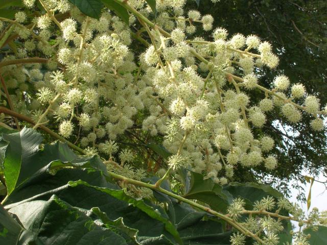 TETRAPANAX Papyrifer 'Rex' |The Garden of Eaden