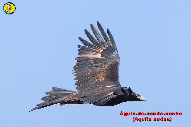 ORNITOLOGIA: Águia-de-cauda-cunha (Aquila audax)