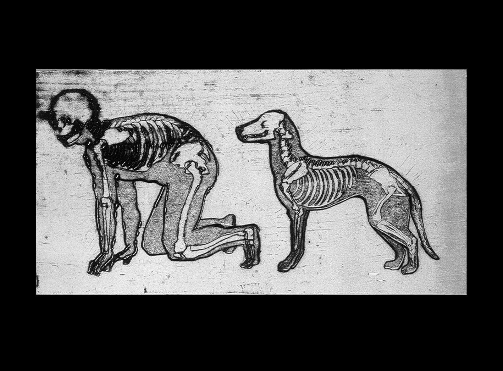 Megan Brown Art: Anatomy or Comparison...