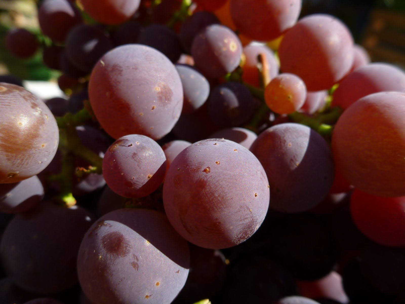 TravelMarx: Binomen Art - Vitis