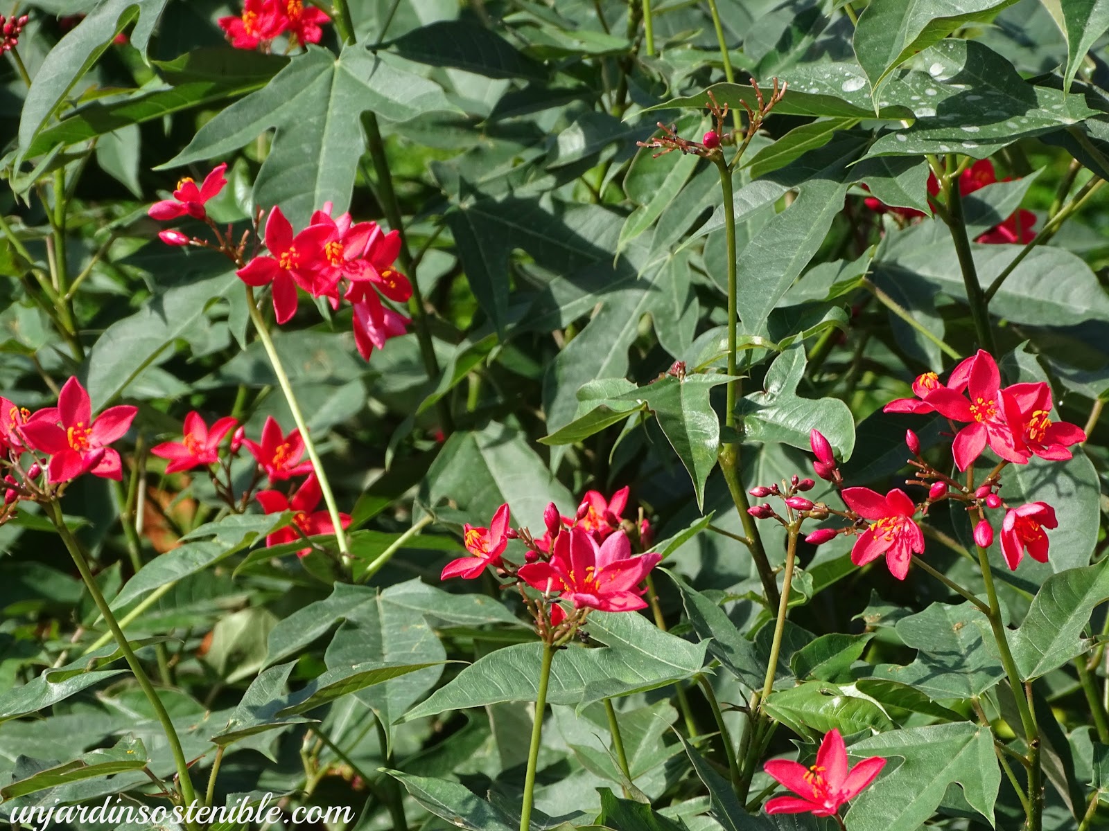 Jatropha integerrima (Peregrina)