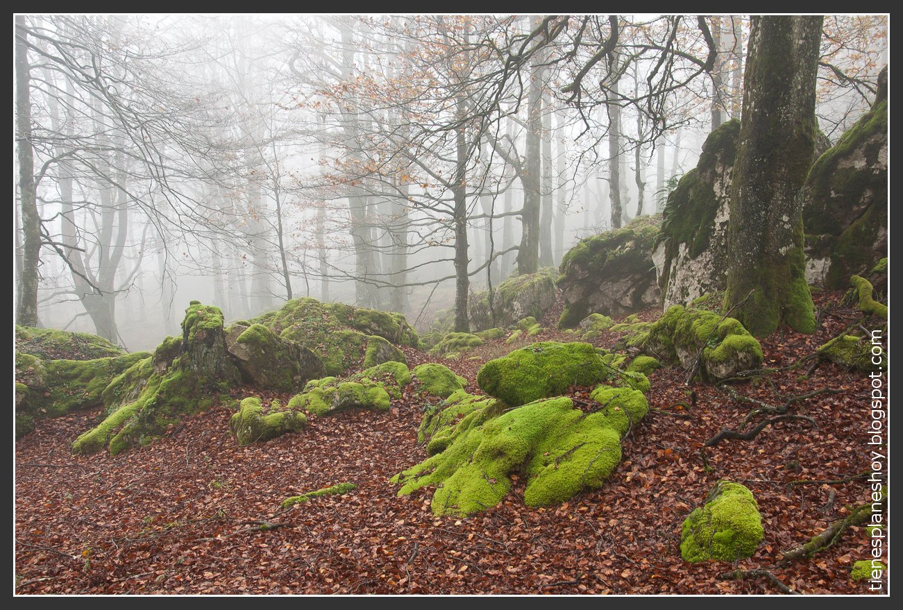 El Hayedo Encantado: por la Senda de los Montañeros en Urbasa | ¿Tienes ...