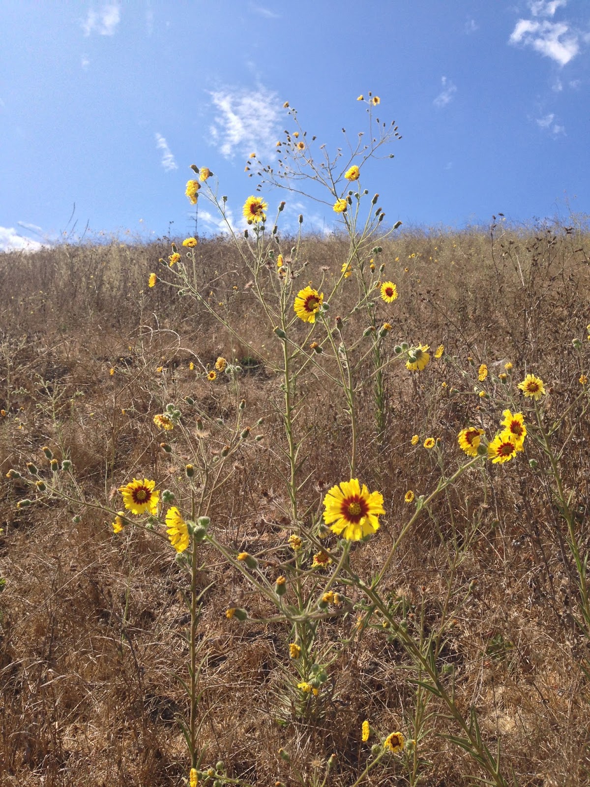 The Illustrated Plant Nut: Stinkwort, Stinkweed, a stinky weed by any name