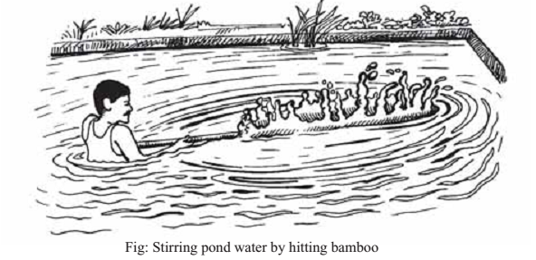 Different Steps of Family Fish Farm Management