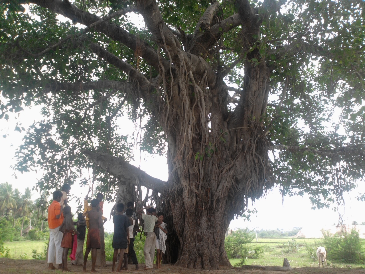 மாங்குளம் கிராமம் உங்களை வரவேற்கிறது[MANGULAM VILLAGE WELCOMES YOU ...