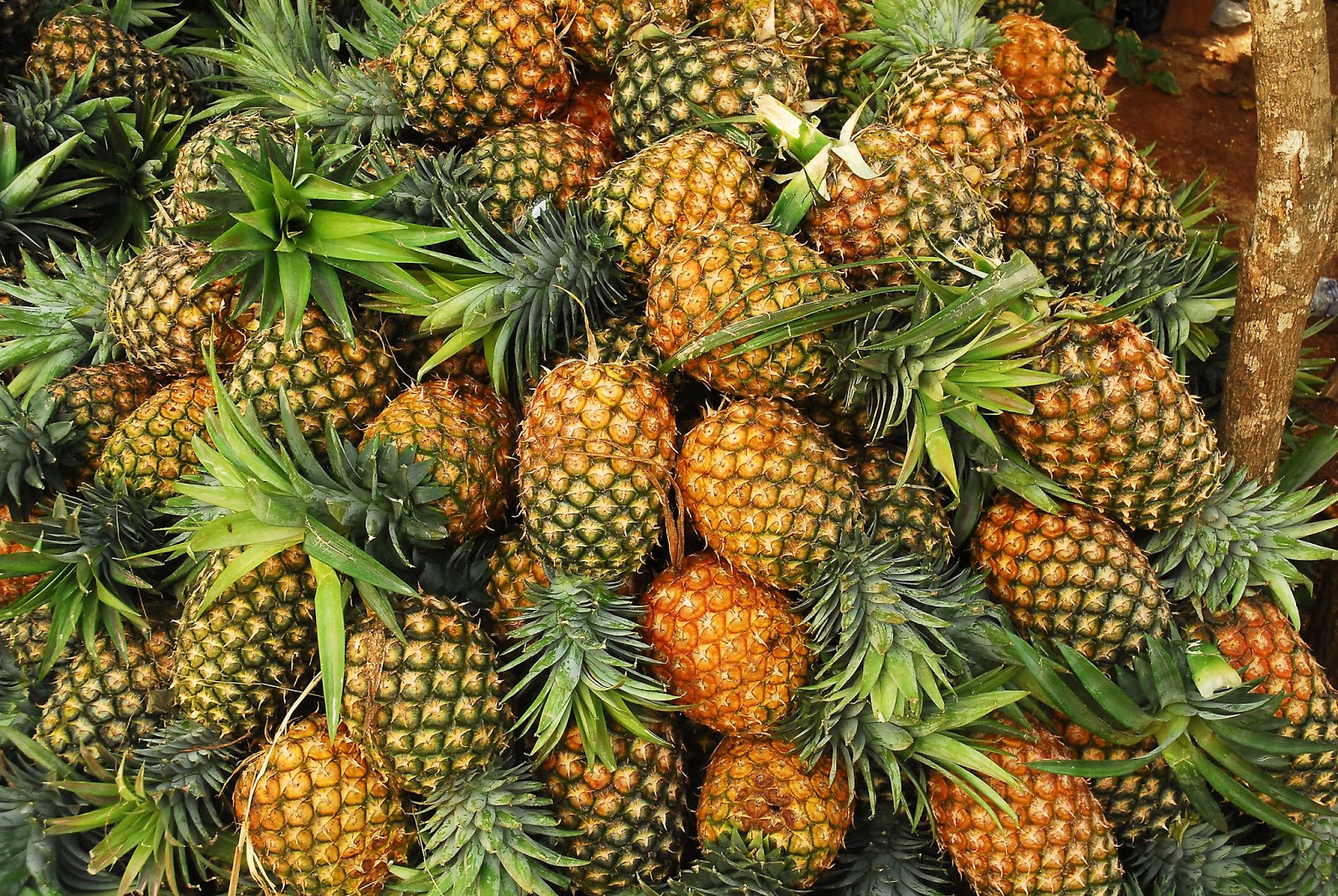 Fruits of Our Blessed Land