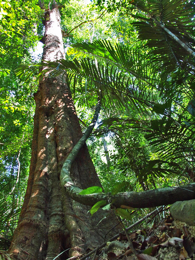 UUM Forest Treasure 1