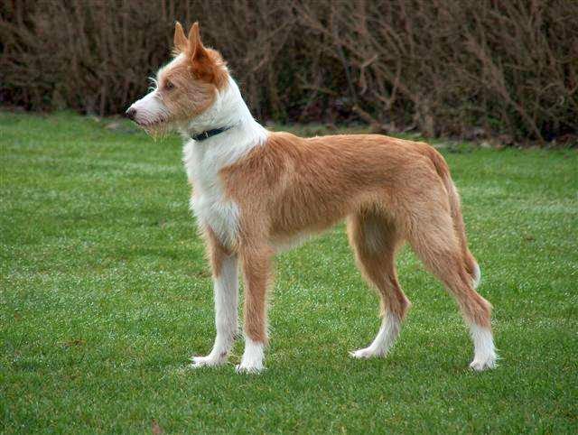 Podengo Português | S.O.S cachorros online