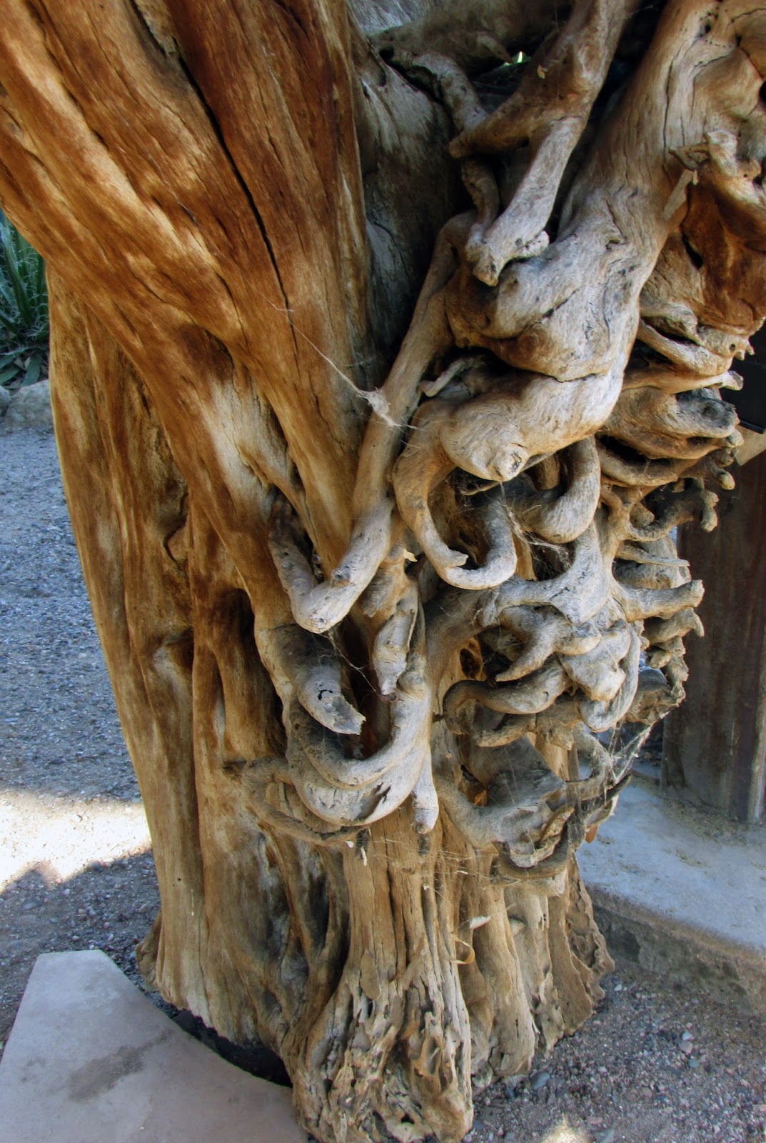 Arboretum Photos: Twisted Trees