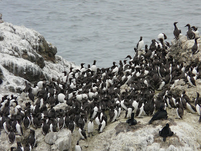 The Year of Birds: Oregon Birding IV: The Coast