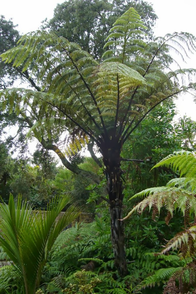 Spiky obsession: Tresco part 2: The plants