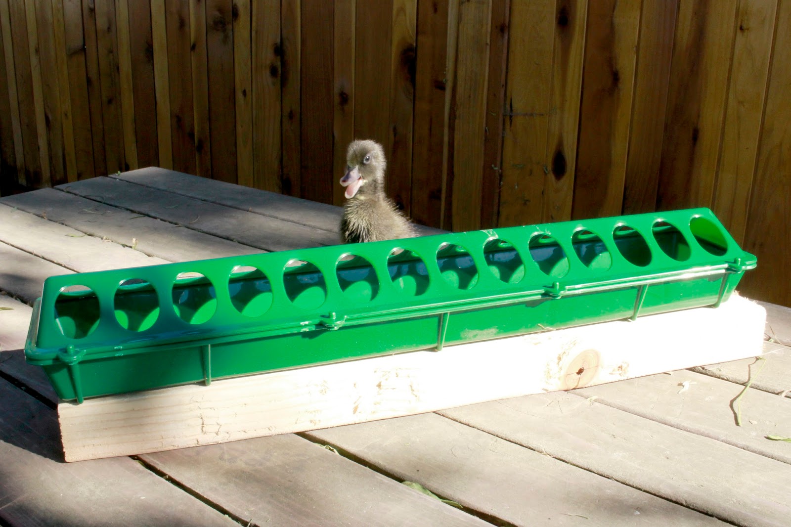 Metzer Farms Duck and Goose Blog: Getting Ready for Your Ducklings and ...