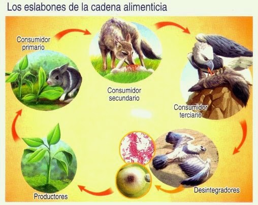 Qué es la cadena alimenticia
