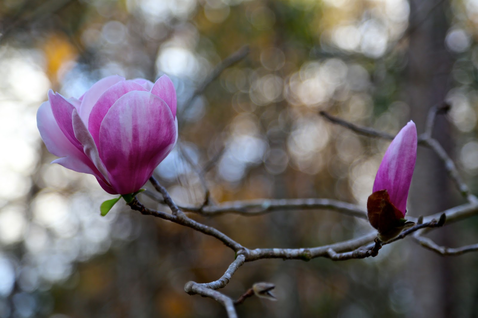 Sweet Southern Days: Japanese Magnolia Blossoms