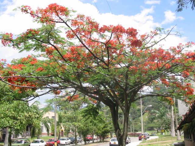 ARBORETUM: MAYO 2016 (Acacia roja)