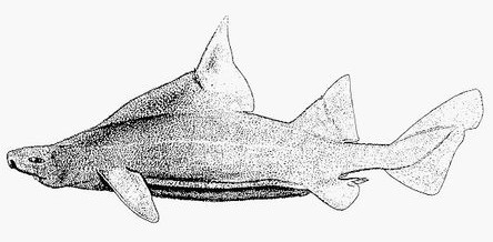 Tiburones en Galicia: Claves de los Squaliformes