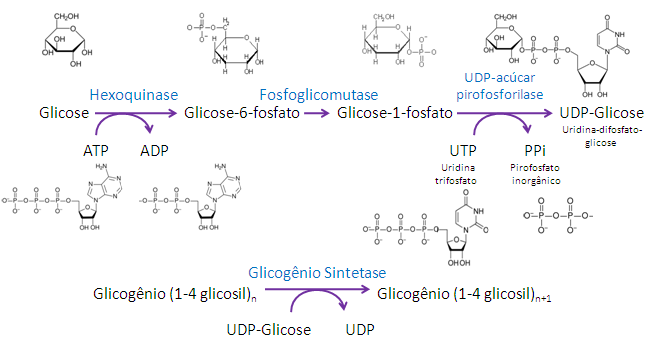 Bio Química UFAL: Aula - 05