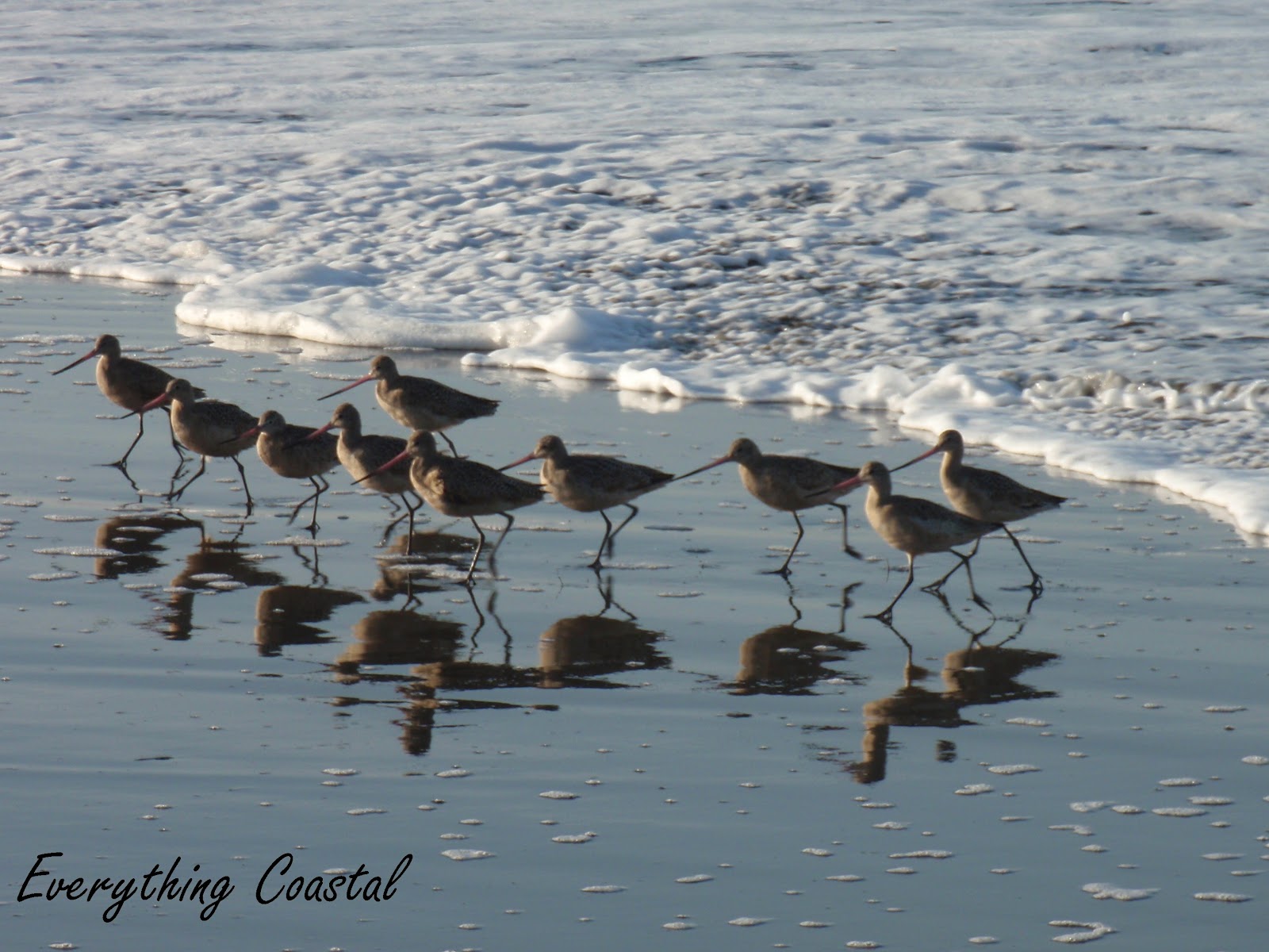 Everything Coastal: Ocean Beach Sand Pipers