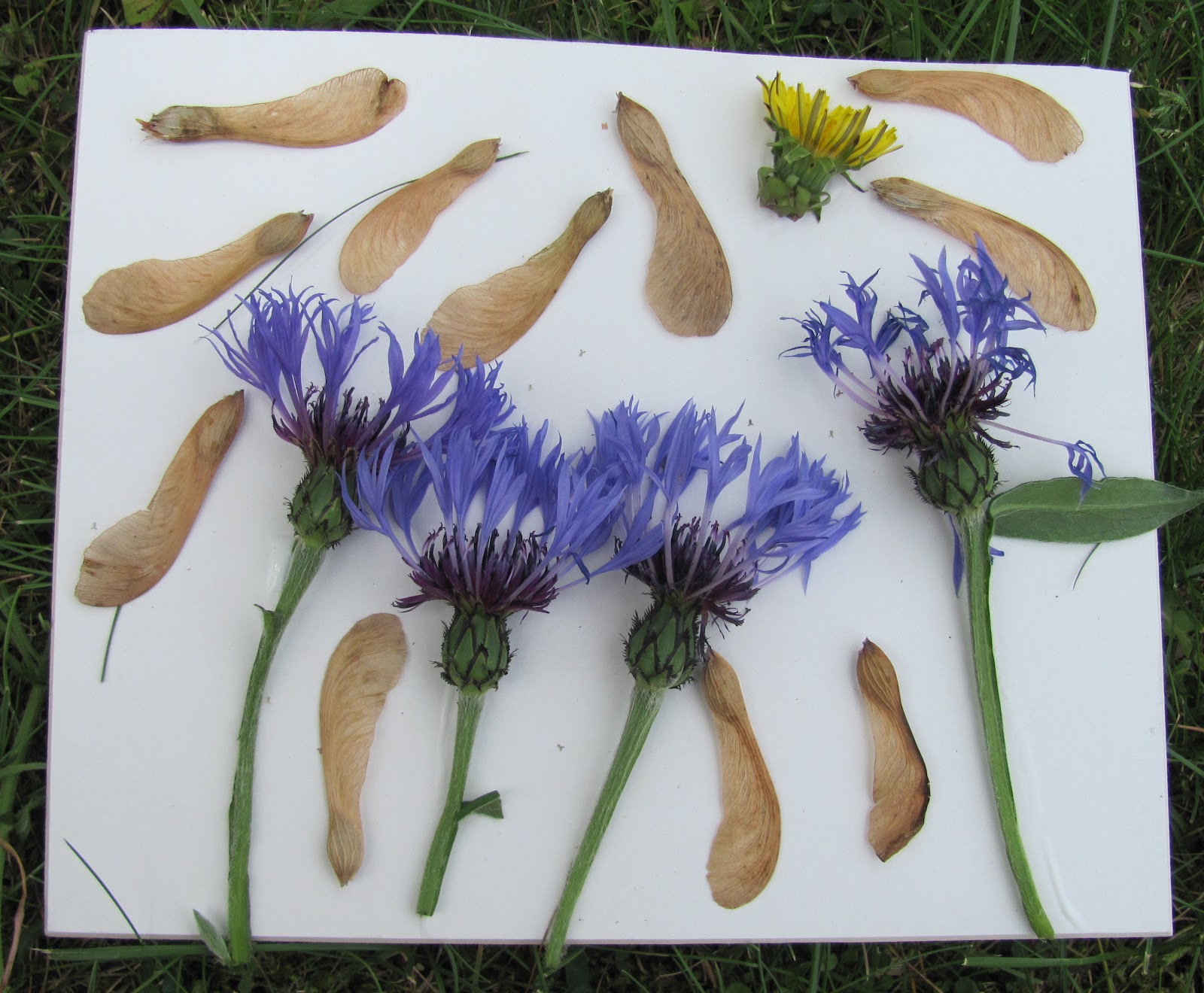 The Chocolate Muffin Tree: Outdoor Nature Collages