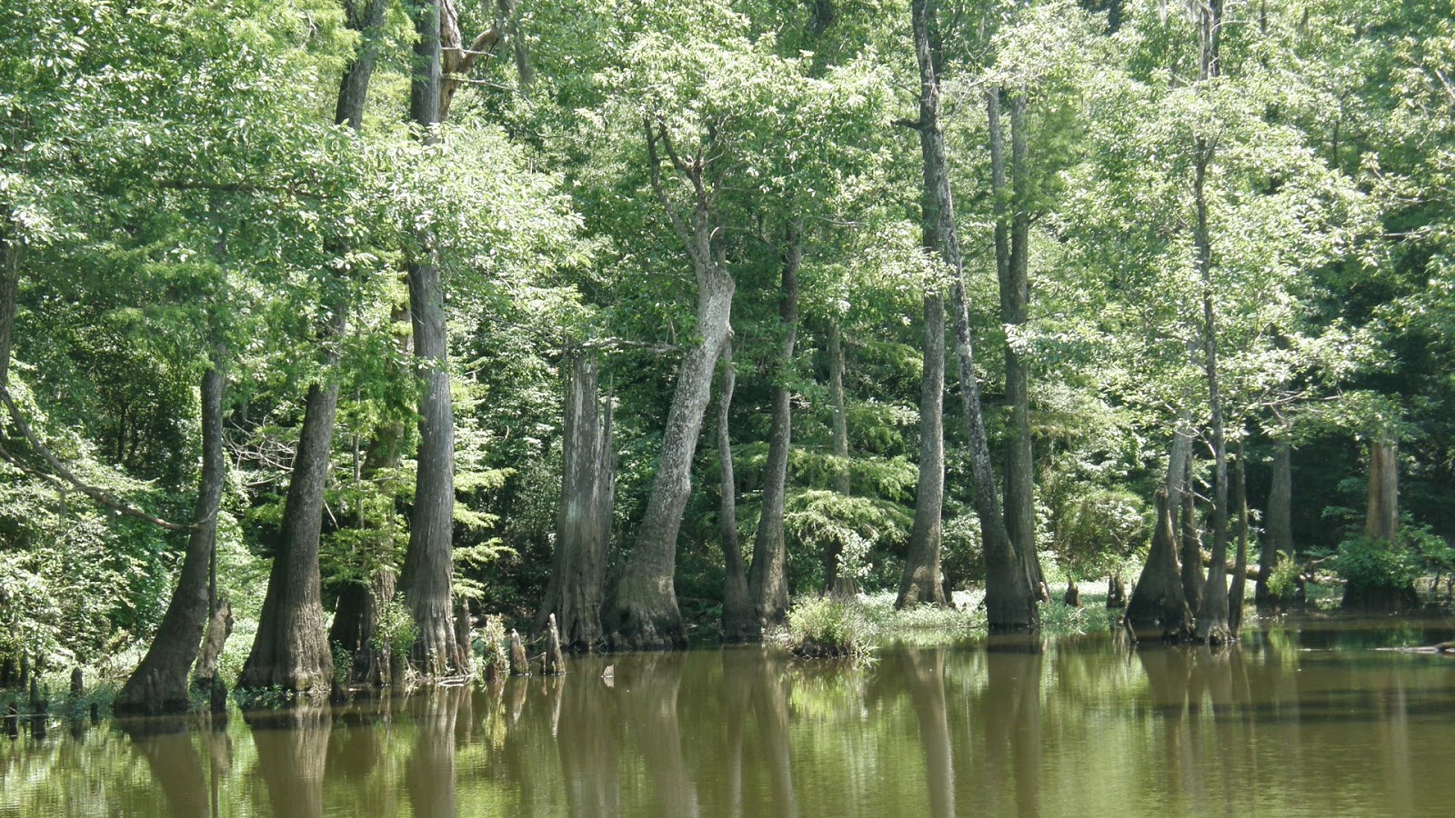 Kints: Expedition: Red Swamp, Pascagoula WMA, 07 July 2014