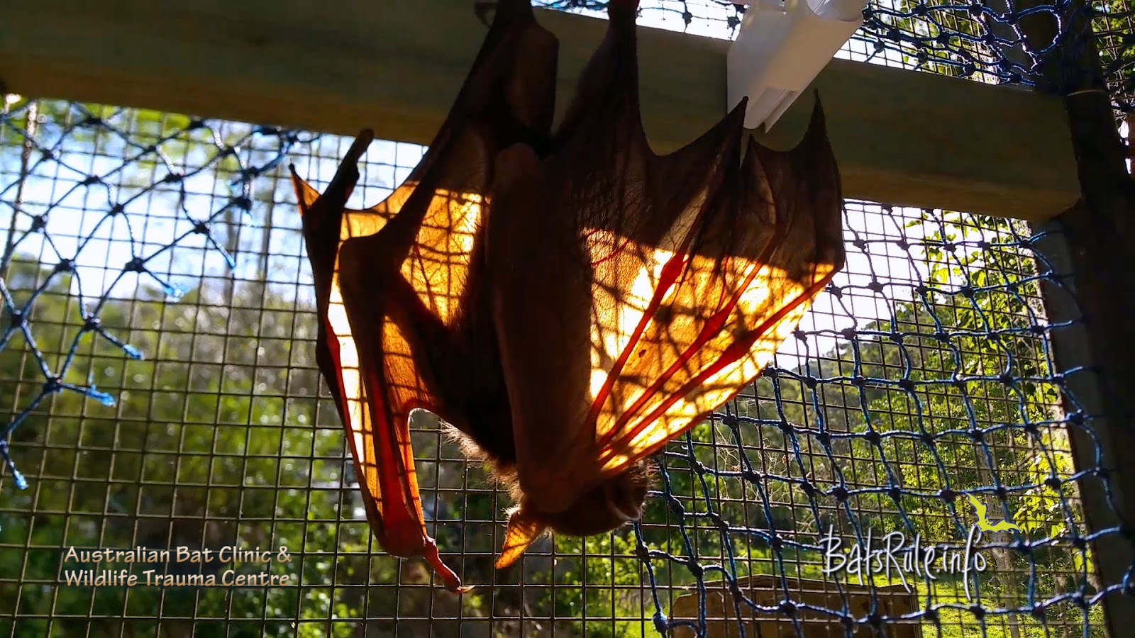 Baby Megabat Little Red getting some sun flyingfox fruitbat