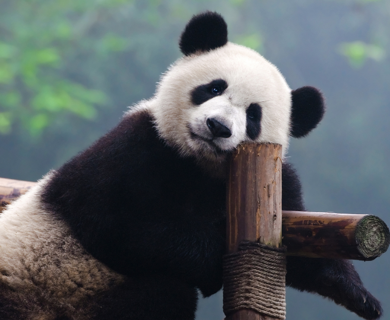 STELLEDILATTA: IL PANDA CHE VOLEVA BALLARE IL SAMBA