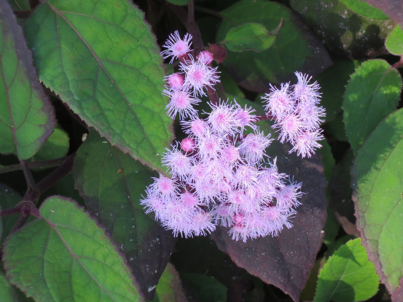 Late to the Garden Party: Good looking inside and out