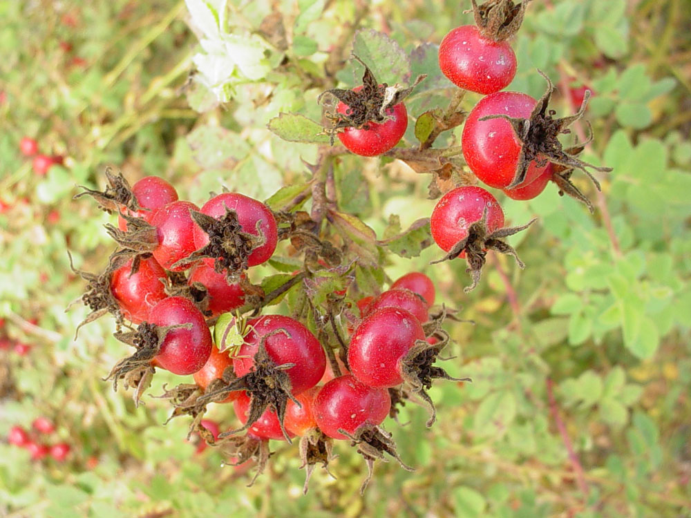 Mother Nature's Backyard - A Water-wise Garden: Plant of the Month ...