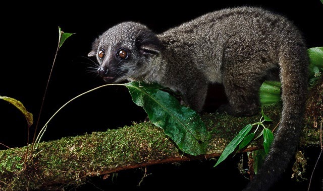 Mengenal 5 Ciri Ciri Musang Akar - Dunia Hewan