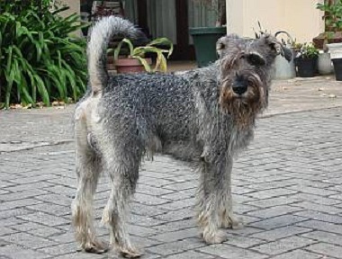 Medium-Sized Dog Breeds: Standard Schnauzer Pictures