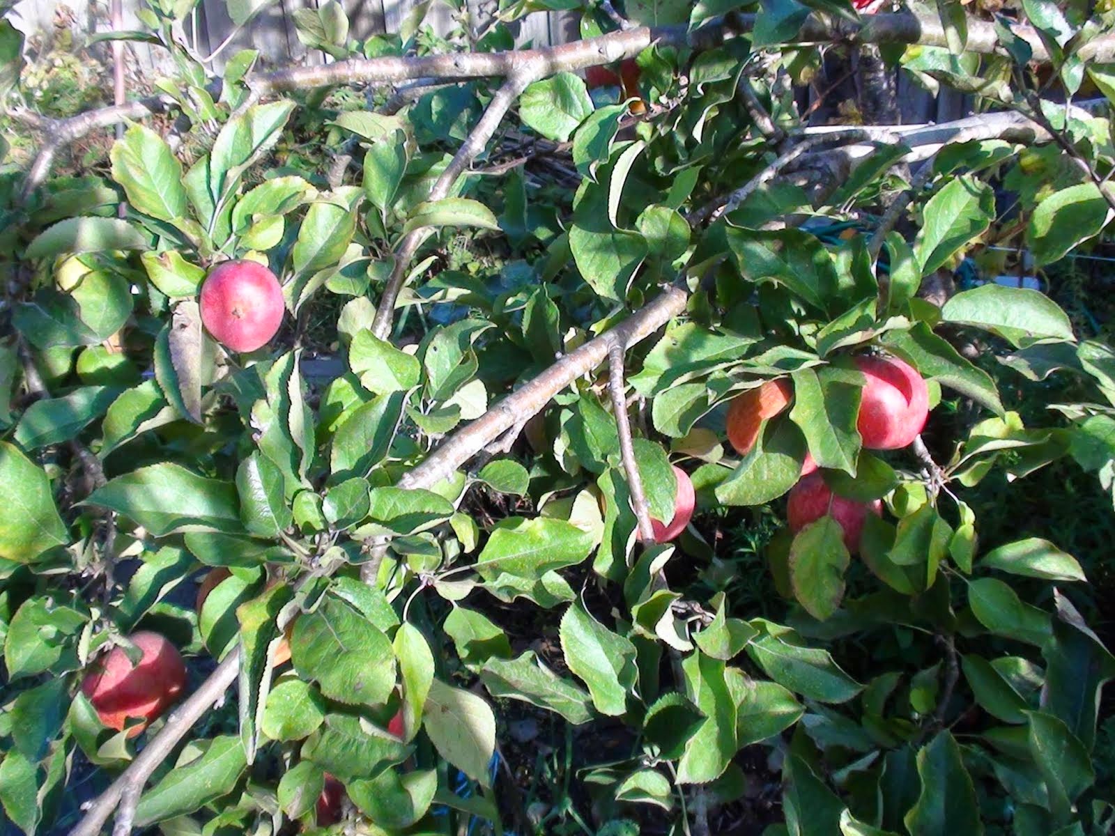 The Eternal Garden: Growing the Manzano Pepper