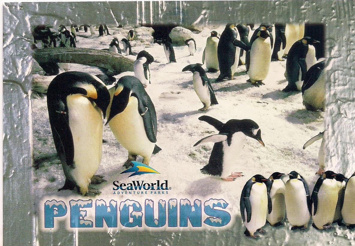 postcards2lufra: Seaworld Penguins