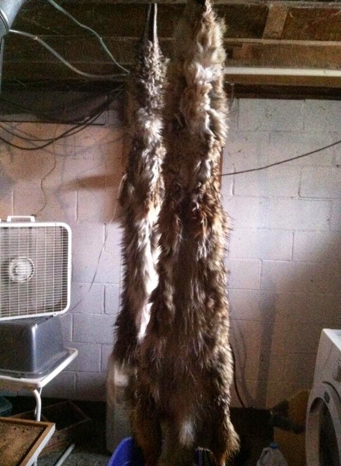 Skye Goode: Putting Up Coyote Fur