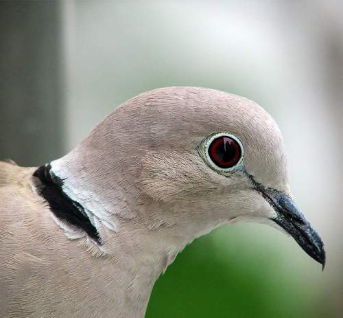 Eurasian collared dove | Birds of India | Bird World