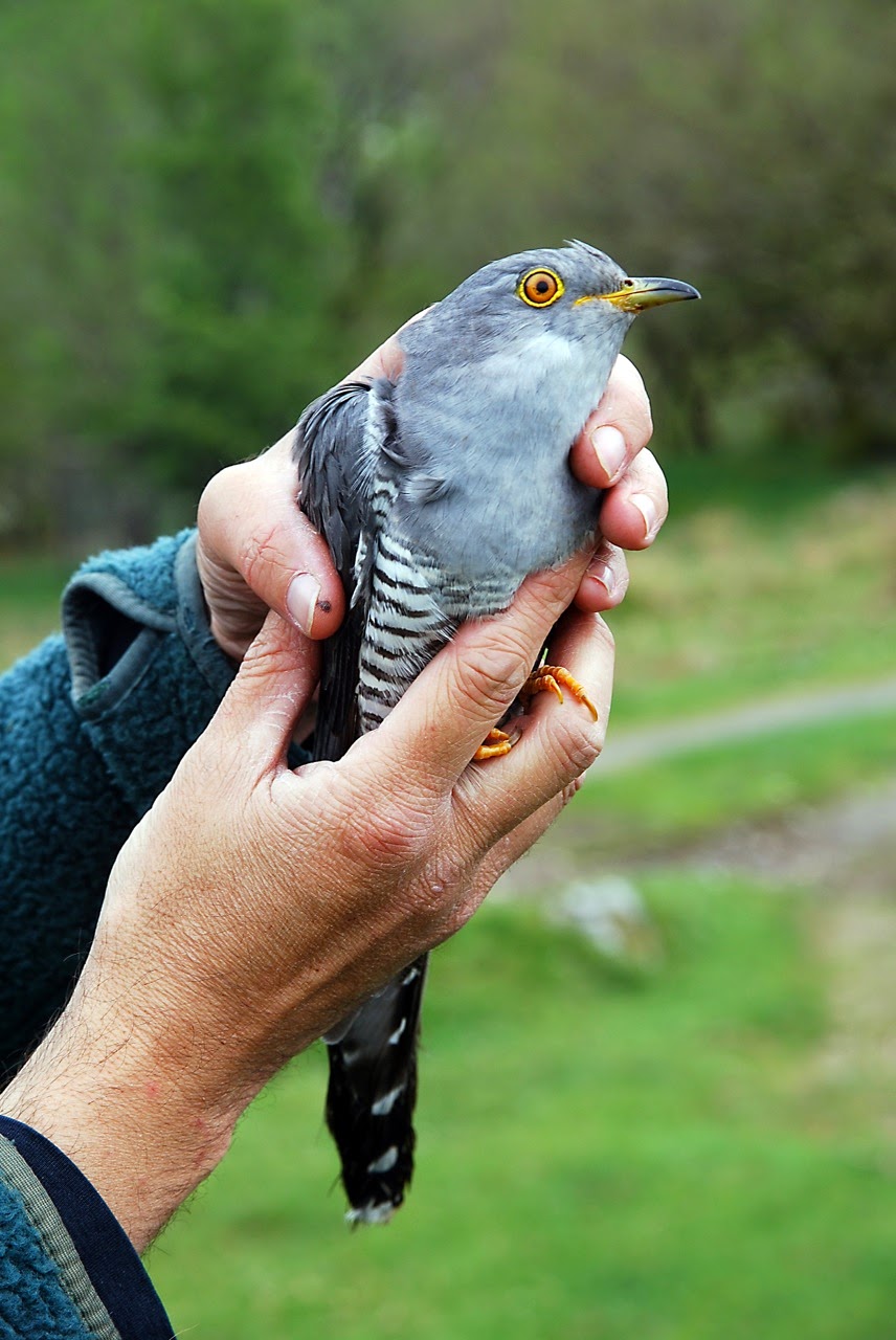 Ruffled Feathers: Cuckoo, Cuckoo, Cuckoo