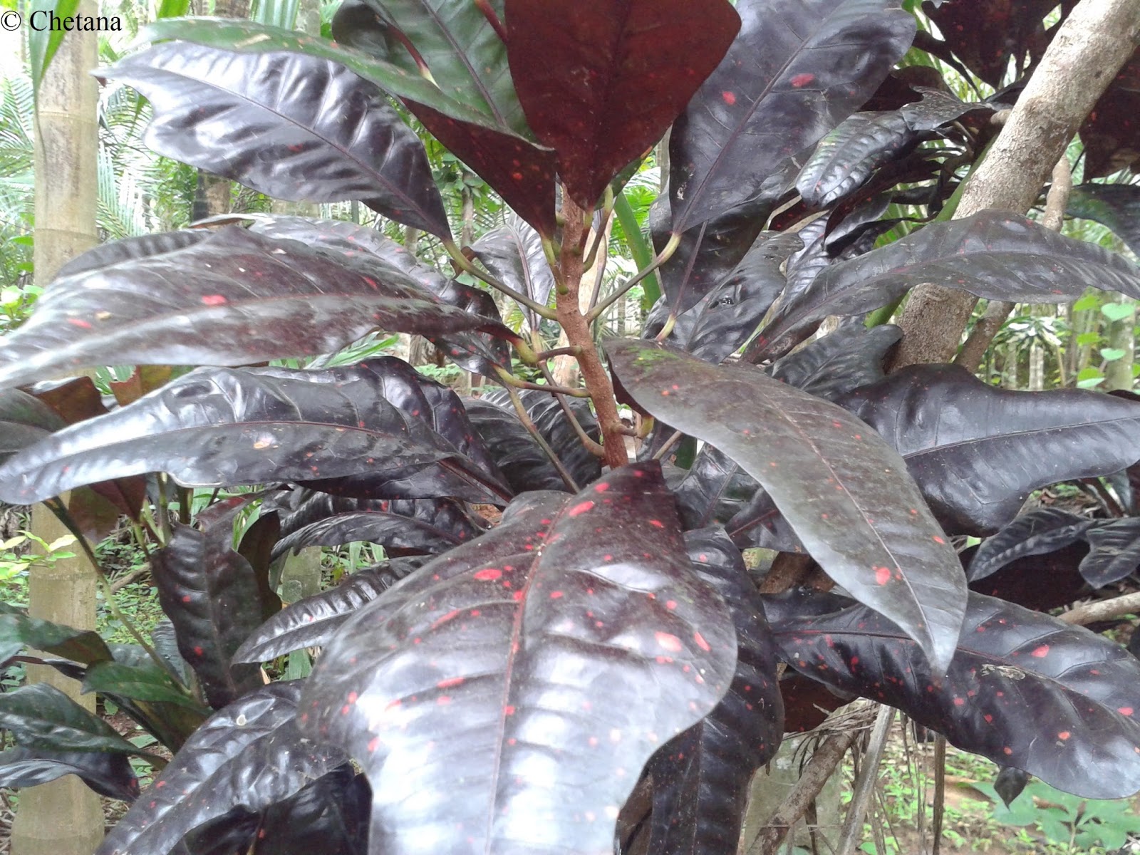 Prayanika - The Journey *******: The Beautiful World Of Garden Crotons ...