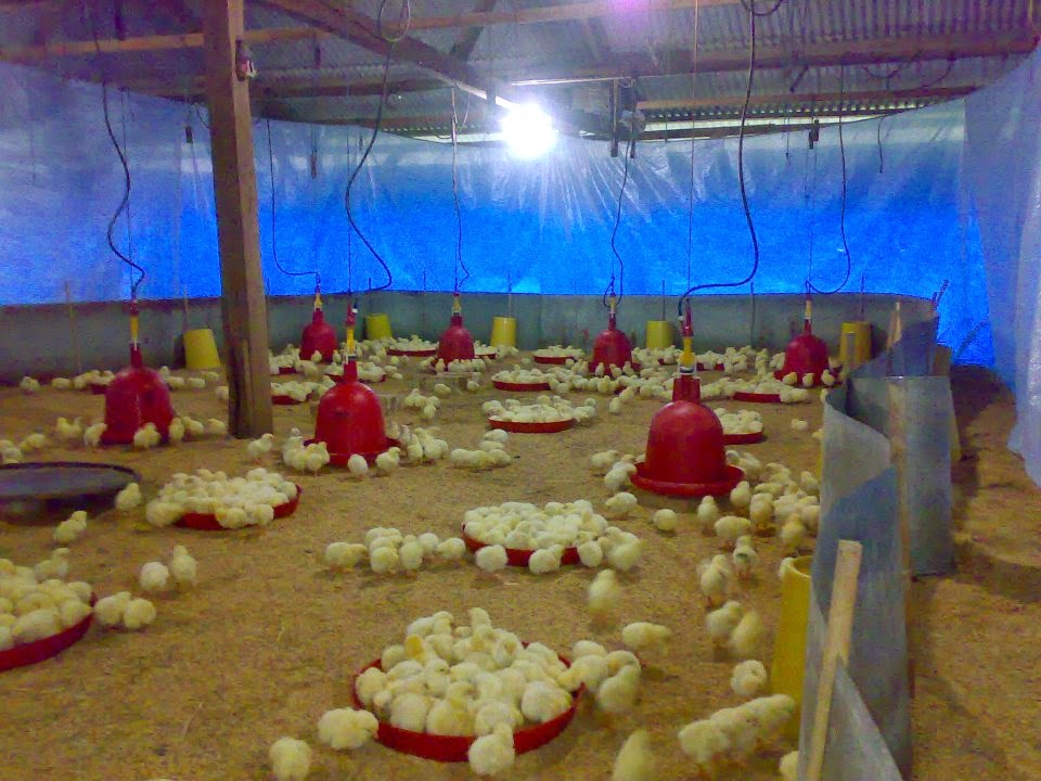 56+ Gambar Brooding Ayam Broiler, Gambar Baru